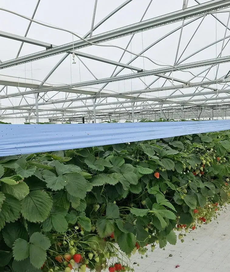 Bug-Scan Roll Midi 125m x 15cm - Blue – GROW FOLK