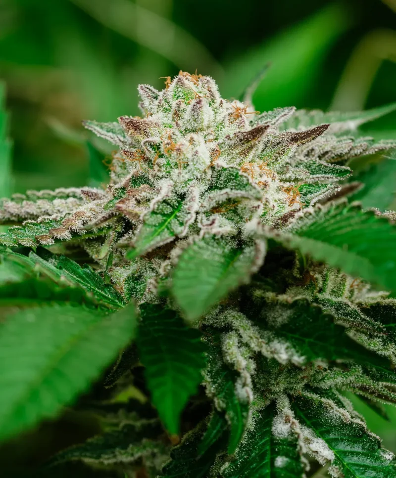 Cosmic Crashers Feminised Seed 3+1 – GROW FOLK