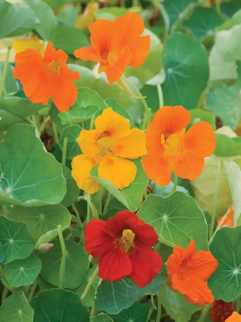 Flowers - Nasturtium - Heirloom Seeds – GROW FOLK